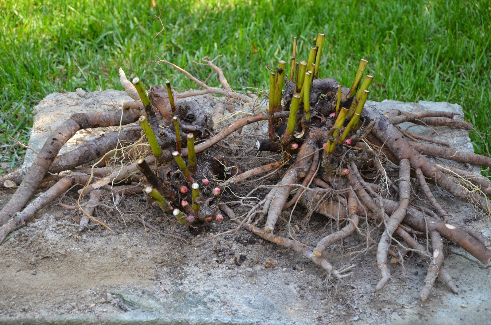 Southern Peony: 2014 How to Divide an Herbaceous Peony