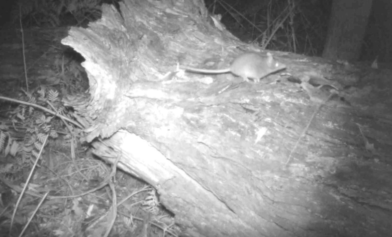 Vireya's Blog: Agile Antechinus