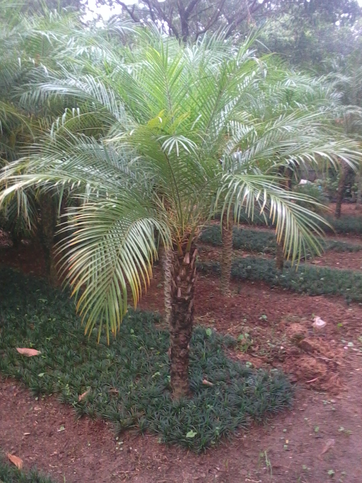 Jual Palem Phoenix | Palem Phoenix Murah | Palem Phoenix Untuk Taman ...