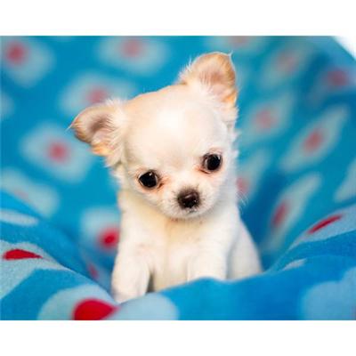 Los animales fantasticos: LOS PERROS MAS MONOS