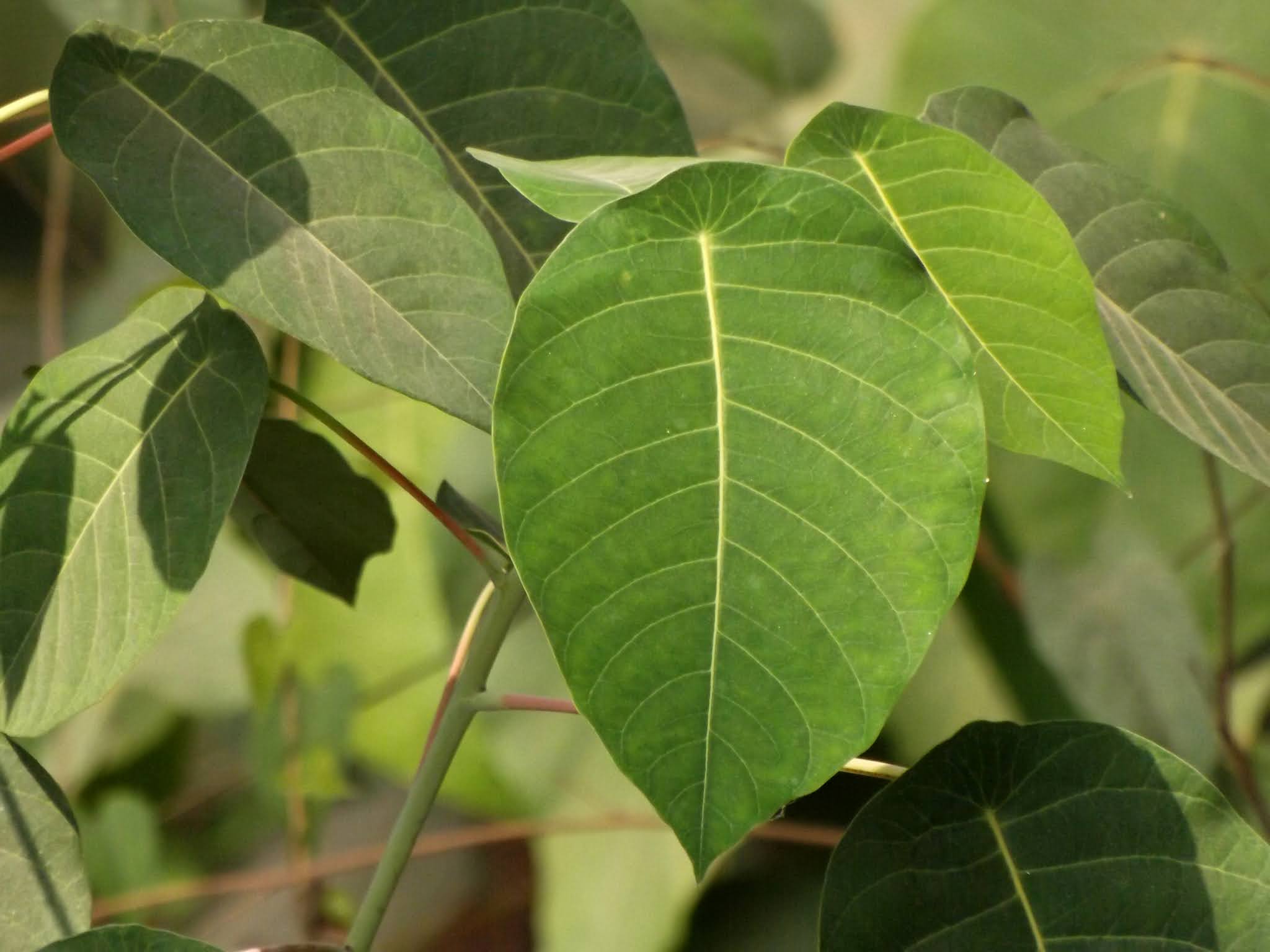 Boloch or Bolosh, Balakata baccata