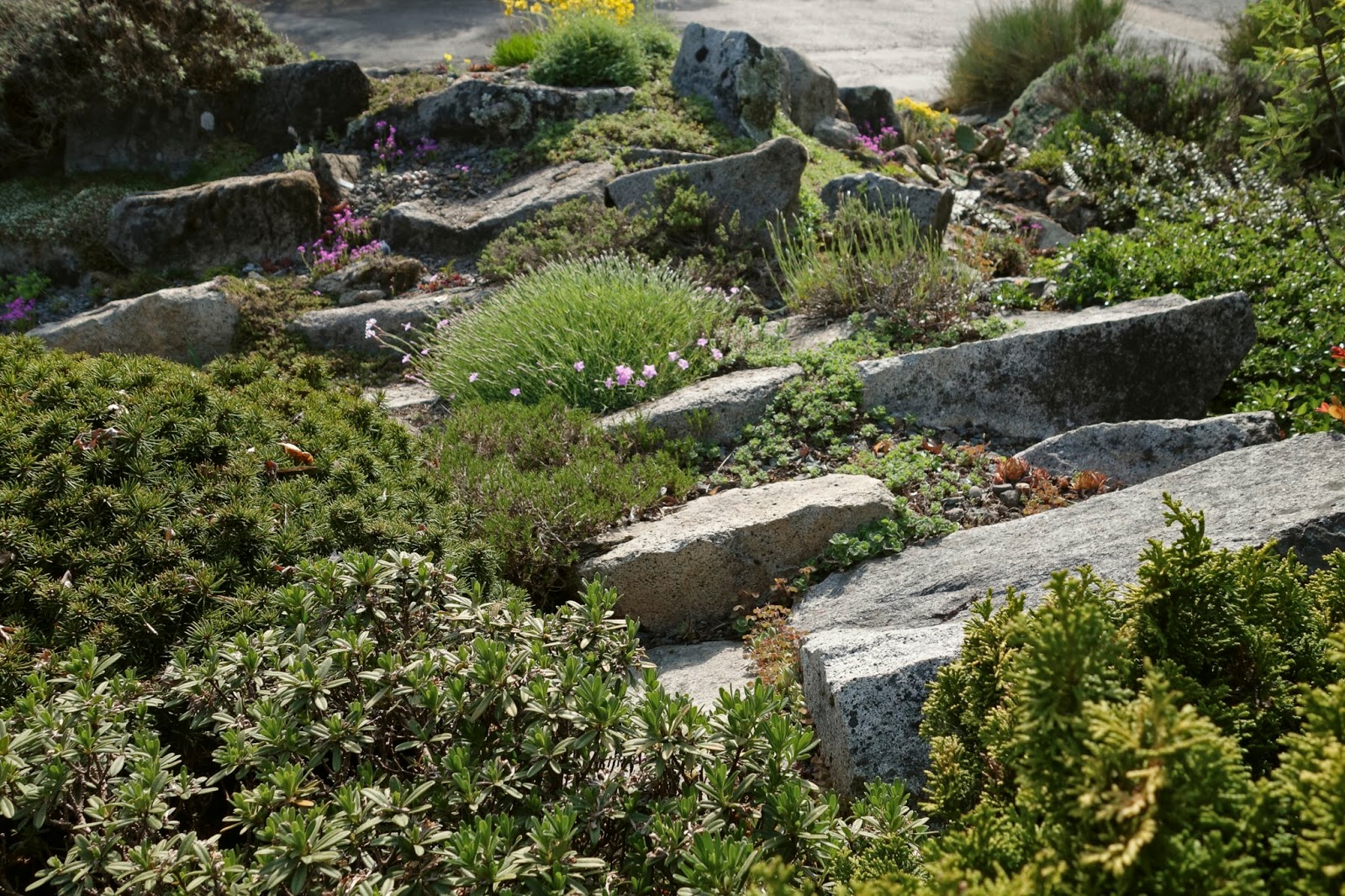 danger garden: Rock Gardening: Reimagining a Classic Style (a book review)