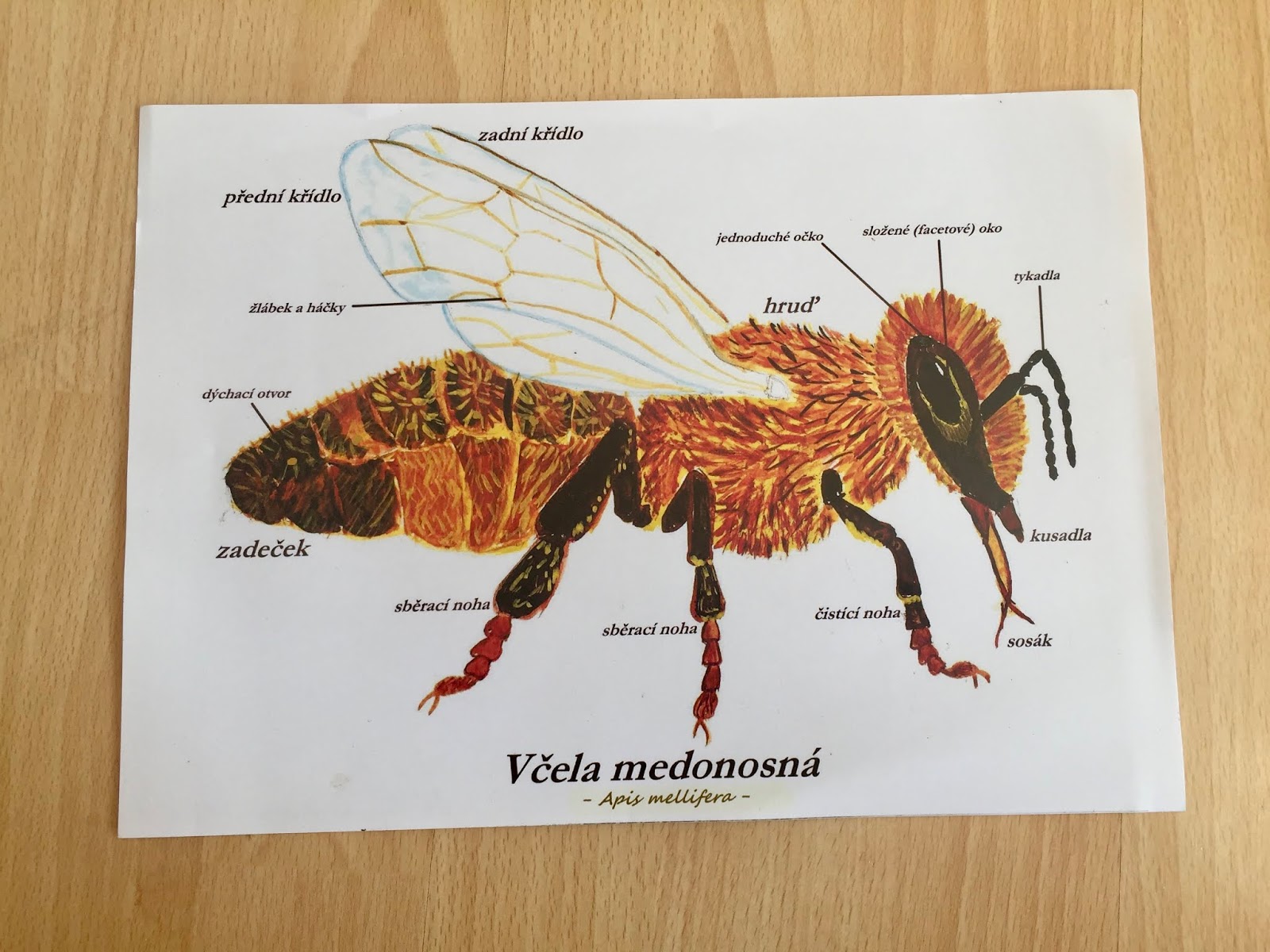 pesleří...: Jak na… včely