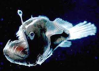 Anglerfish ~ Aquatic Animals