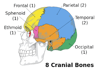 CRANIUM BONES MNEMONICS/ TRICKS | MNEMONICS FOR NEET BIOLOGY