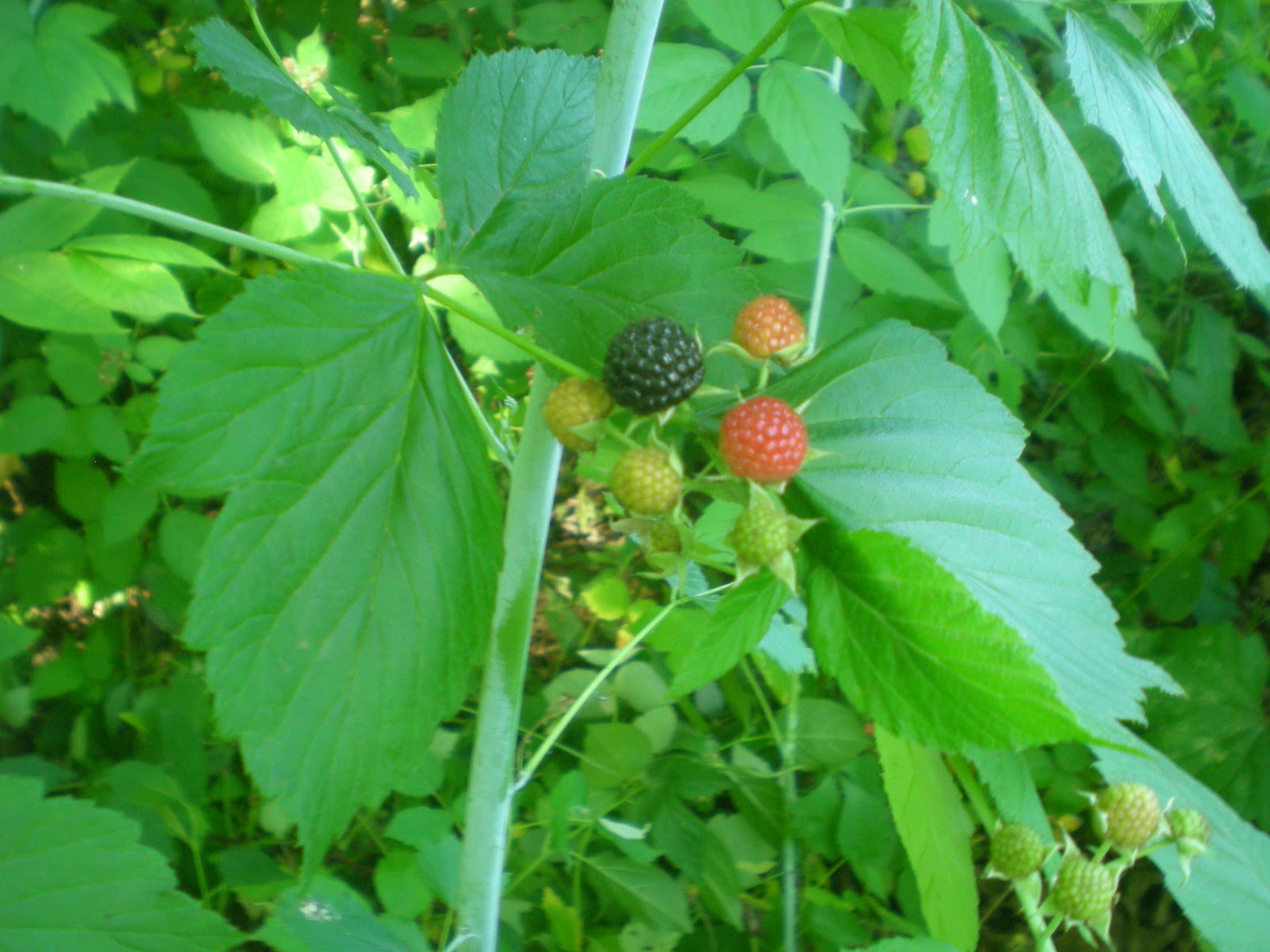 Foraging for Wild Black Raspberries – Richly Rooted