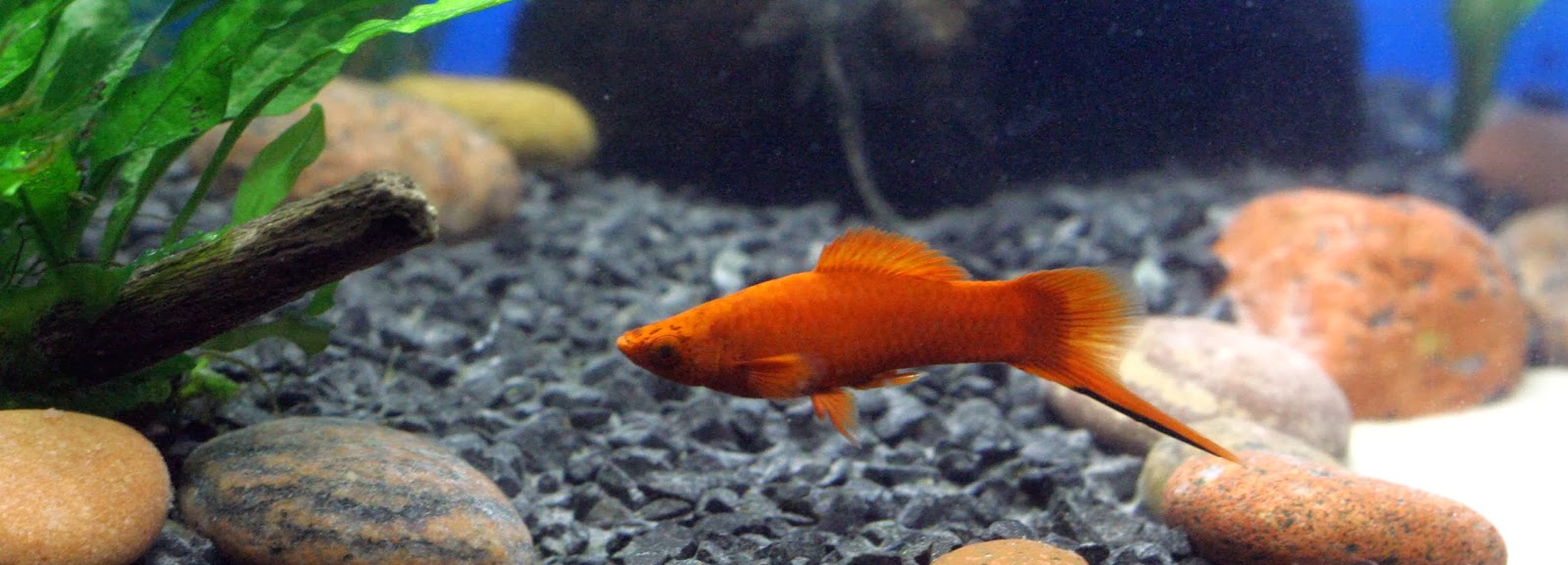 Mieczyk Hellera: Mieczyk Hellera Xiphophorus hellerii