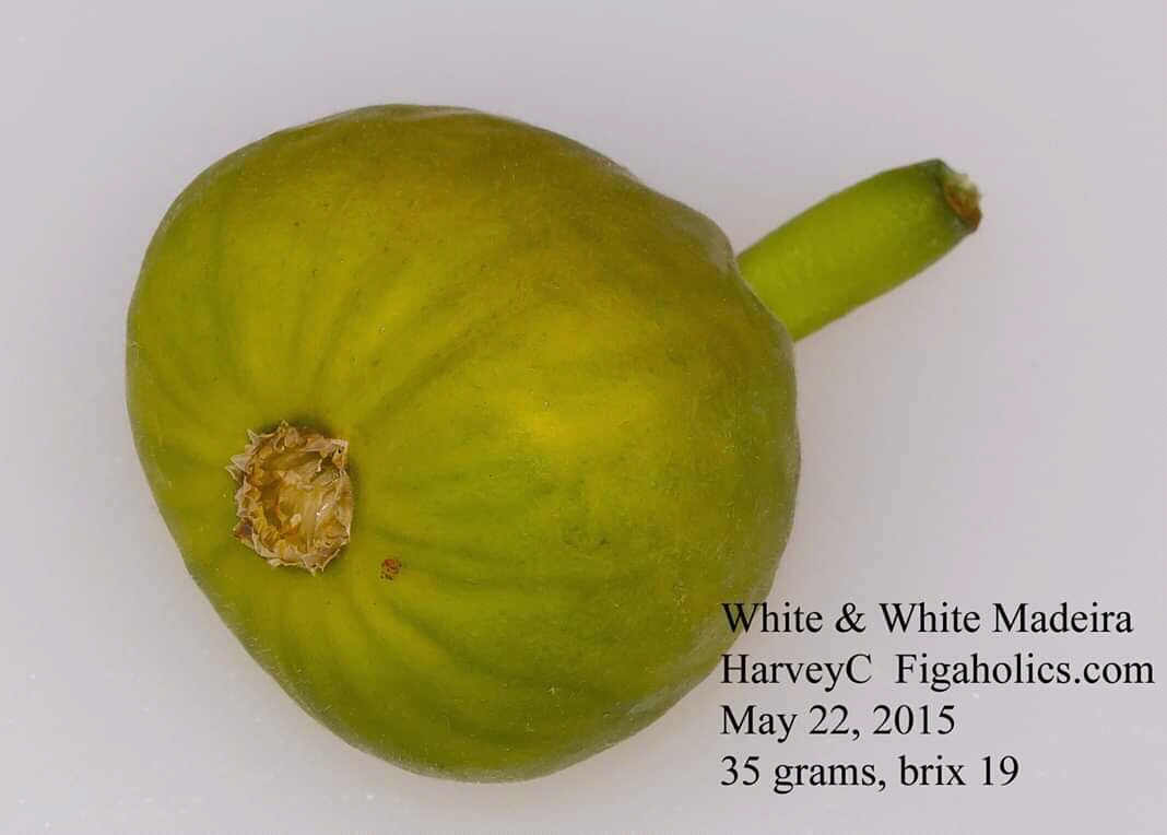White and white Madeira Fig - Var Tin