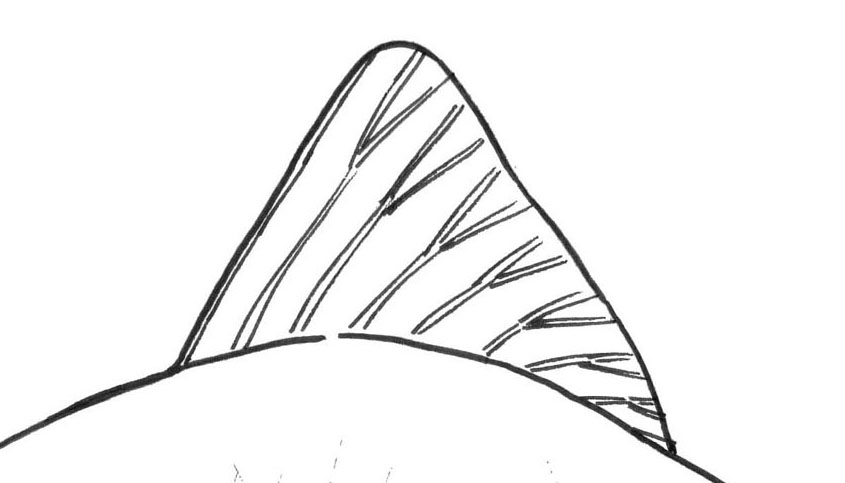 How to Draw a Fish: Step by step | Drawing Lessons