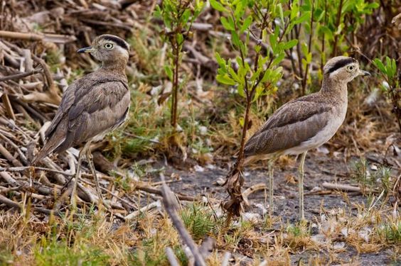 ANPP Animales y Plantas de Perú: Huerequeque - Burhynus superciliaris