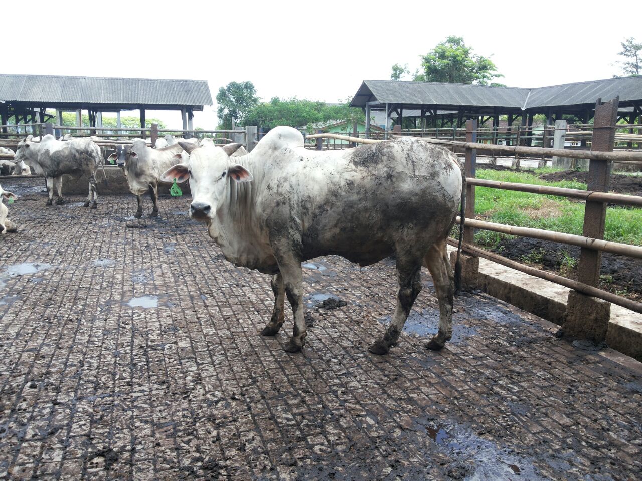 Harga Sapi potong untuk Qurban dan pedaging: Sapi QURBAN jenis Sumba ...