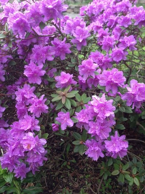 Annie's Gardening Corner: May 2013