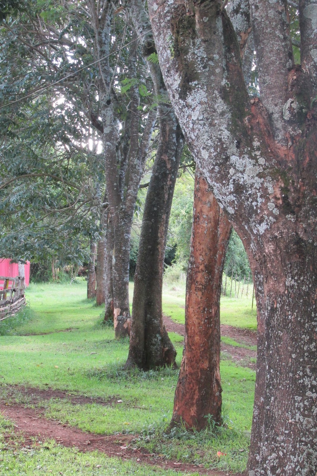 Kenya Klippings: Eldama Ravine