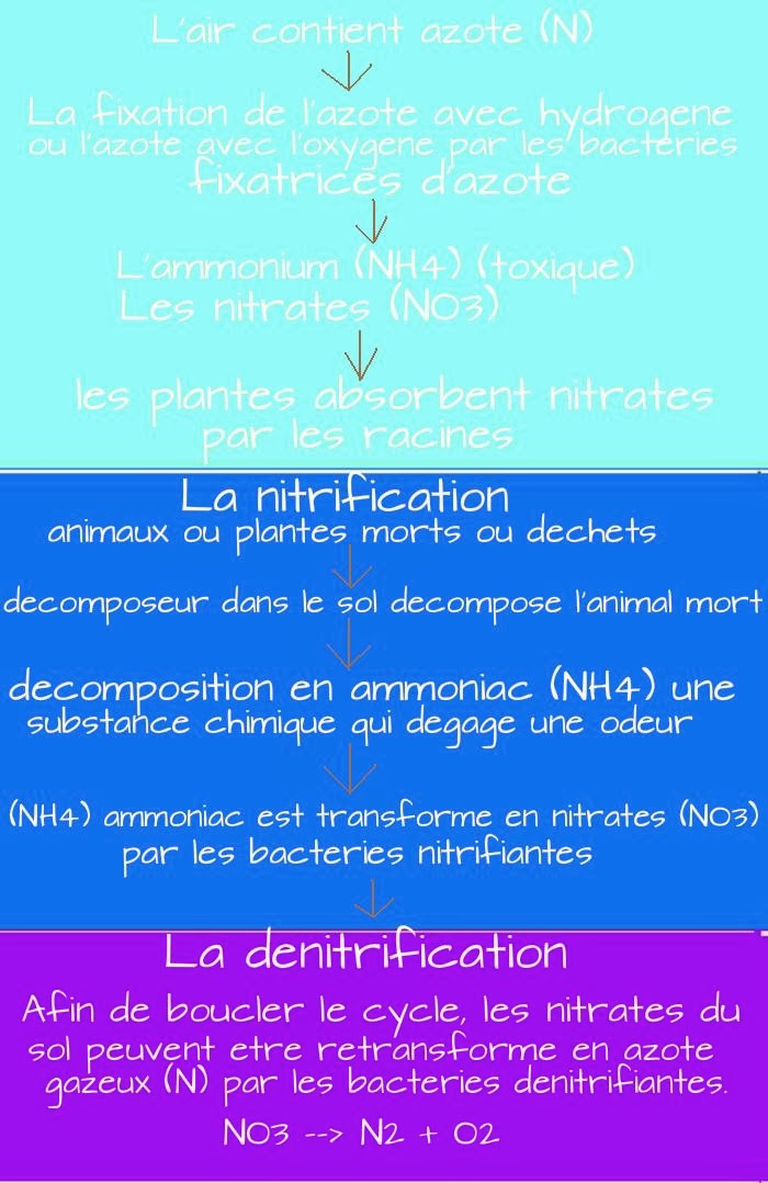Grade 10 Science : Cycle d'azote