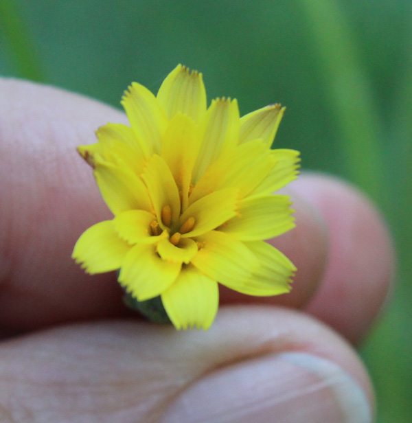 Toowoomba Plants: Murnong