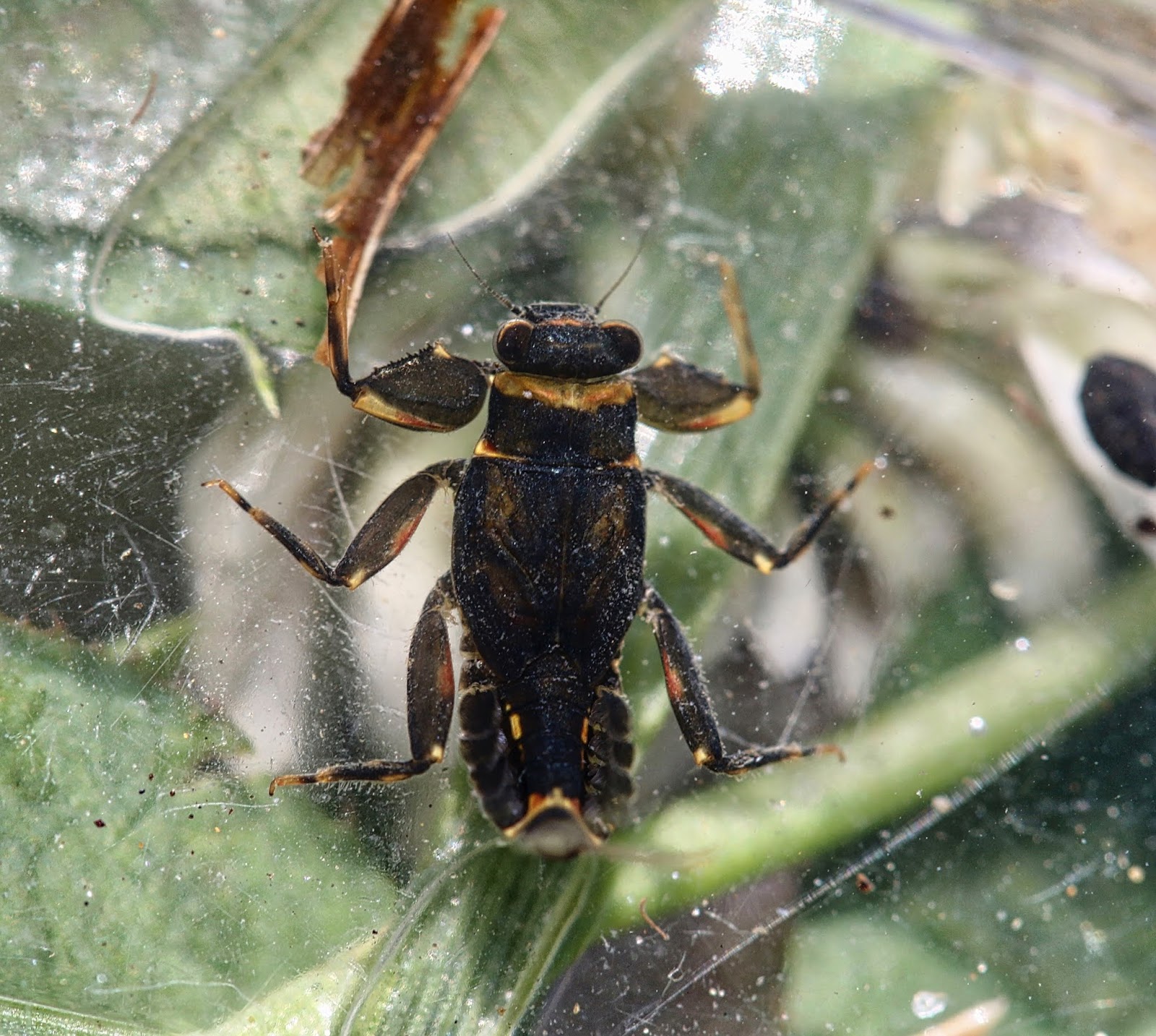 Aquatic Insects of Central Virginia