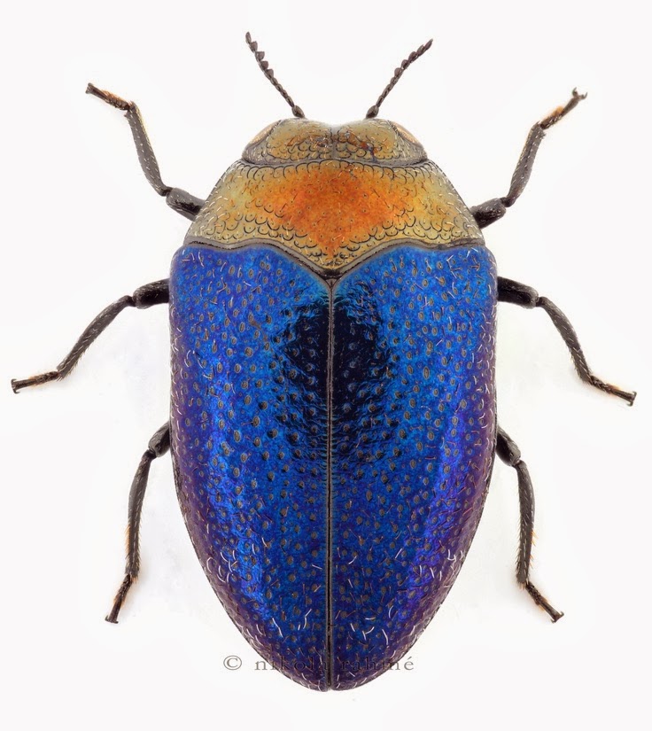 Insects & Bugs Facts : Insects and Bugs World