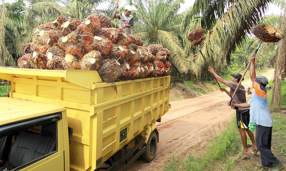 Gaji Rp5 - 13 Juta Per Bulan, Ribuan Pekerja Sawit dari NTB Berpeluang ...