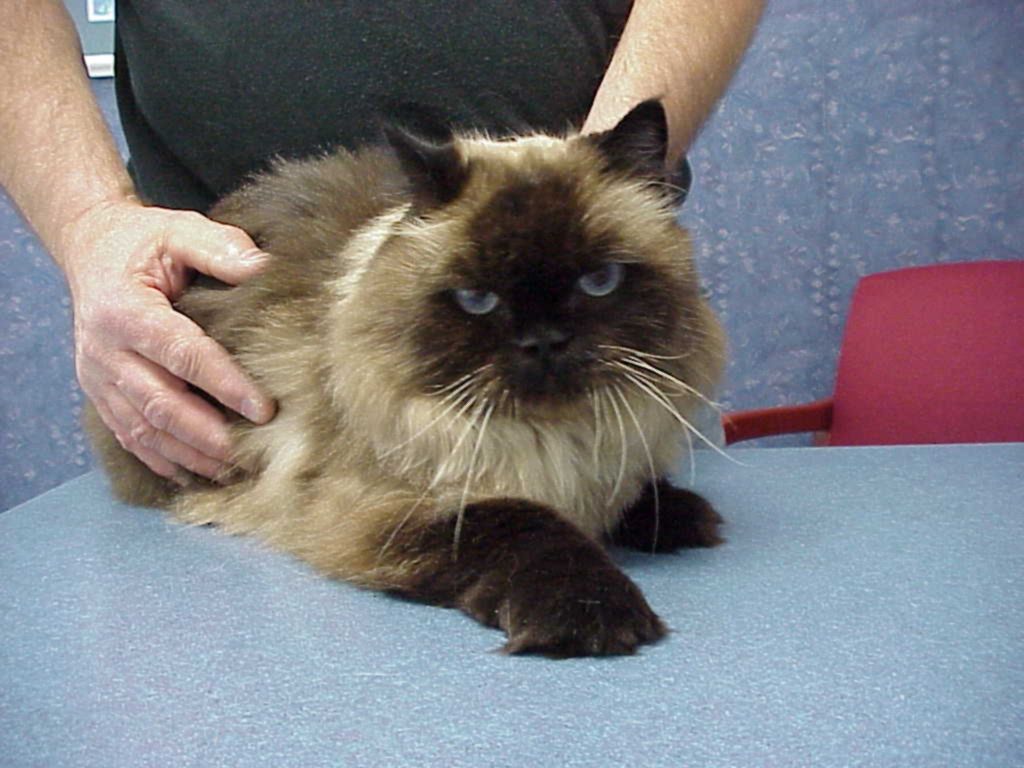 Exclusively Cats Veterinary Hospital Blog: Rowan's New Healthy Teeth