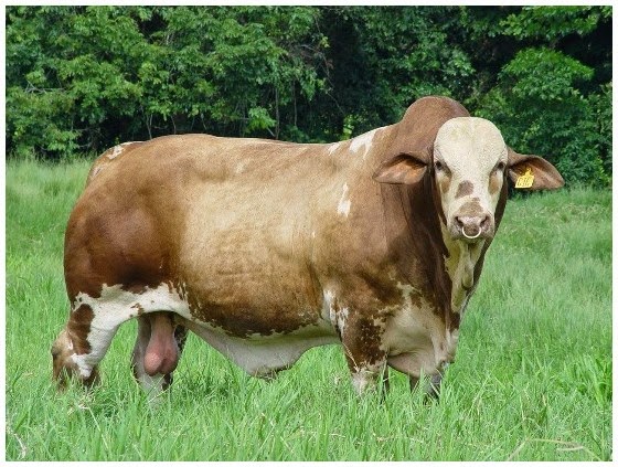 Generalidades de la Ganadería Bovina.: Simbrah