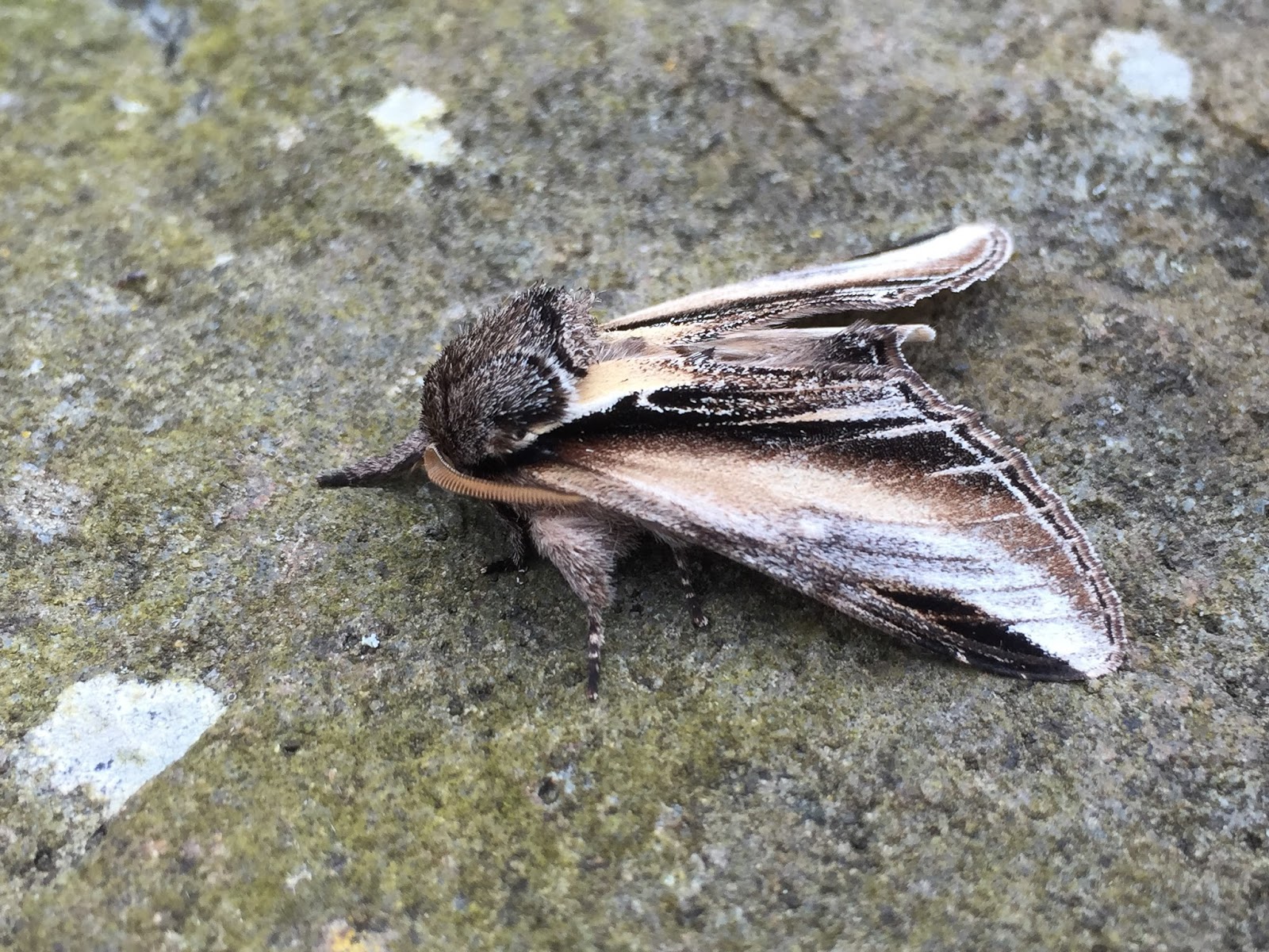 The Deskbound Birder: Cotswolds Moth Trapping - 21st-23rd April