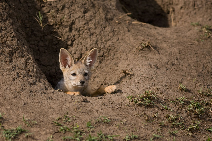 El ojo del buitre: Chacal (Canis)