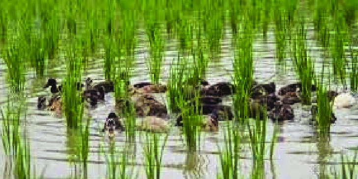 Living with Nature - School on Blog by Dr. Abercio V. Rotor: Food ...