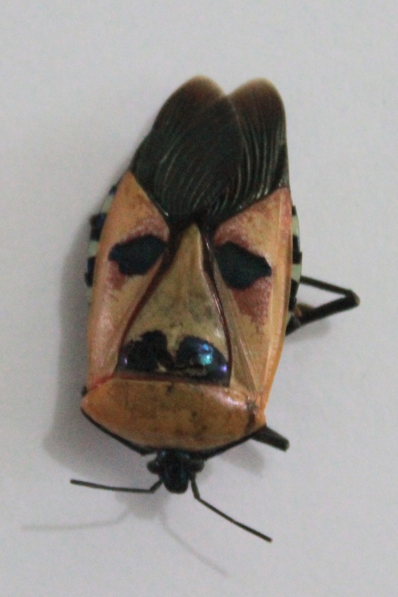 Life at Dharwad: man face insect
