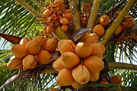 Types of Coconuts