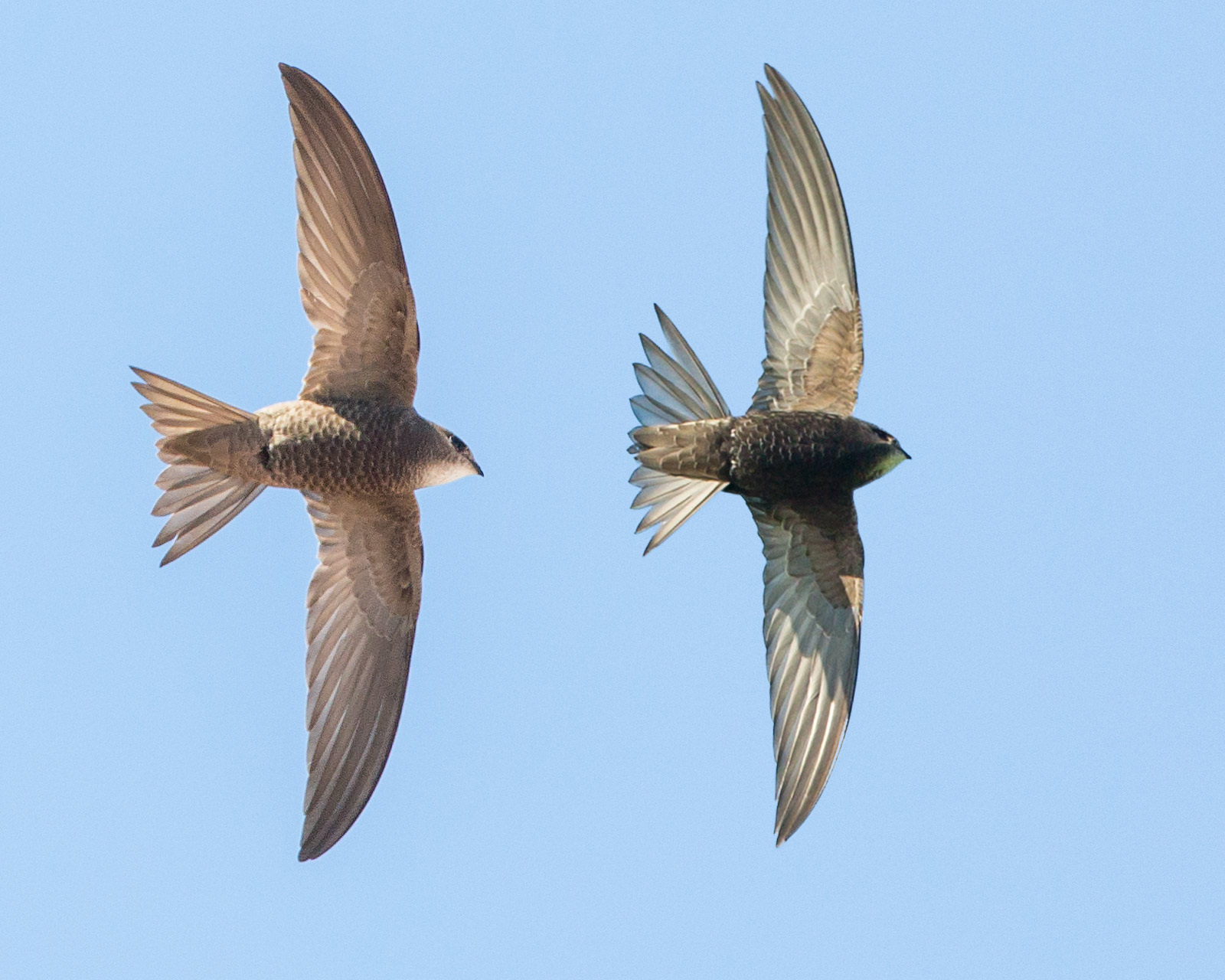 Wildlife Diaries: June 2016