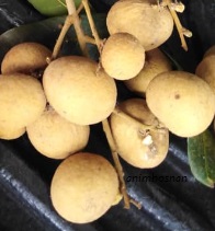 LONGAN EDAW dan PINGPONG DI MIRI | PERTANIAN REZEKI