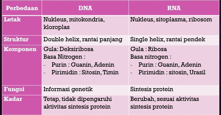 Perbedaan Dna Dan Rna