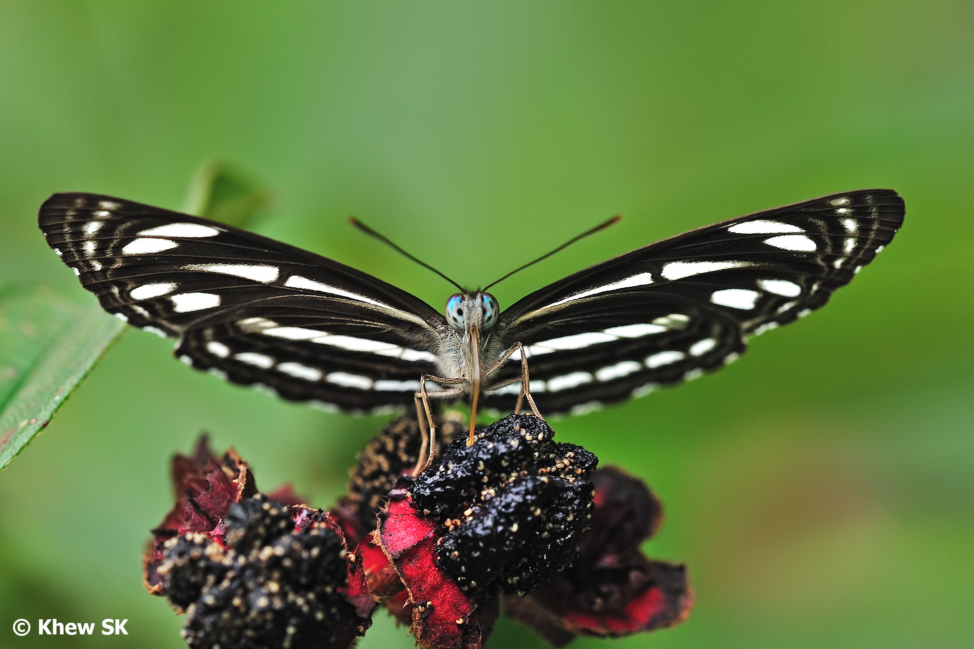 Butterflies of Singapore: Butterfly of the Month - February 2021