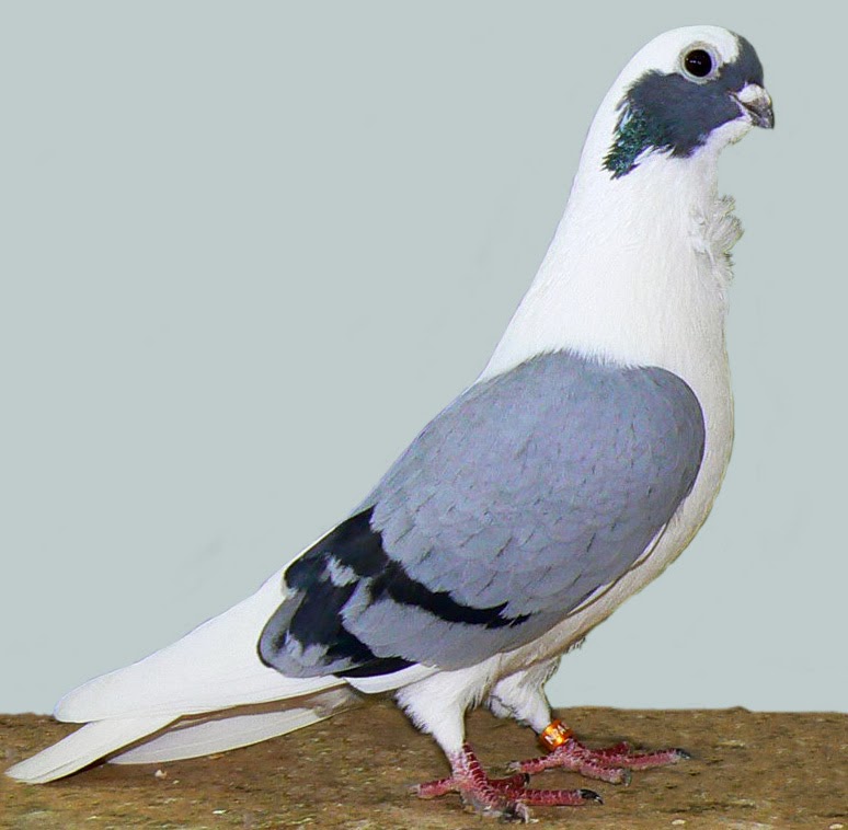 Syrian Turbiteen “Barbarisi” pigeon origin description size ornaments ...