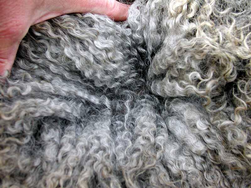 Ranfurly Farm Gotland Sheep: About Gotlands