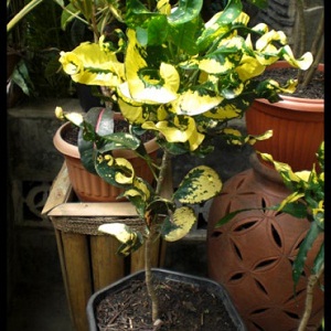 Tanaman Puring (Codiaeum variegatum) - Ganesha Flora Bali