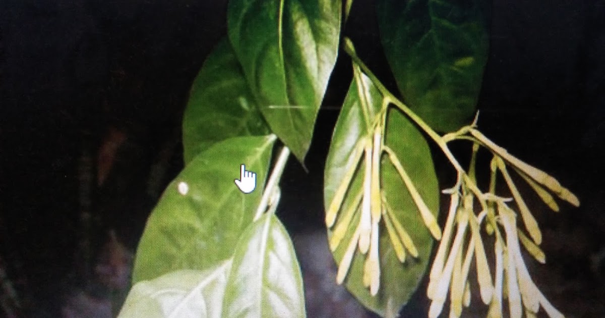 Fuziah Sulaiman blog: Jom kenali Flora BUNGA SANTALIA di Laman WOMA ...