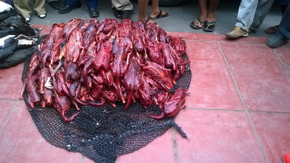 La gastronomía que promueve la extinción. La última Chuita podría estar ...