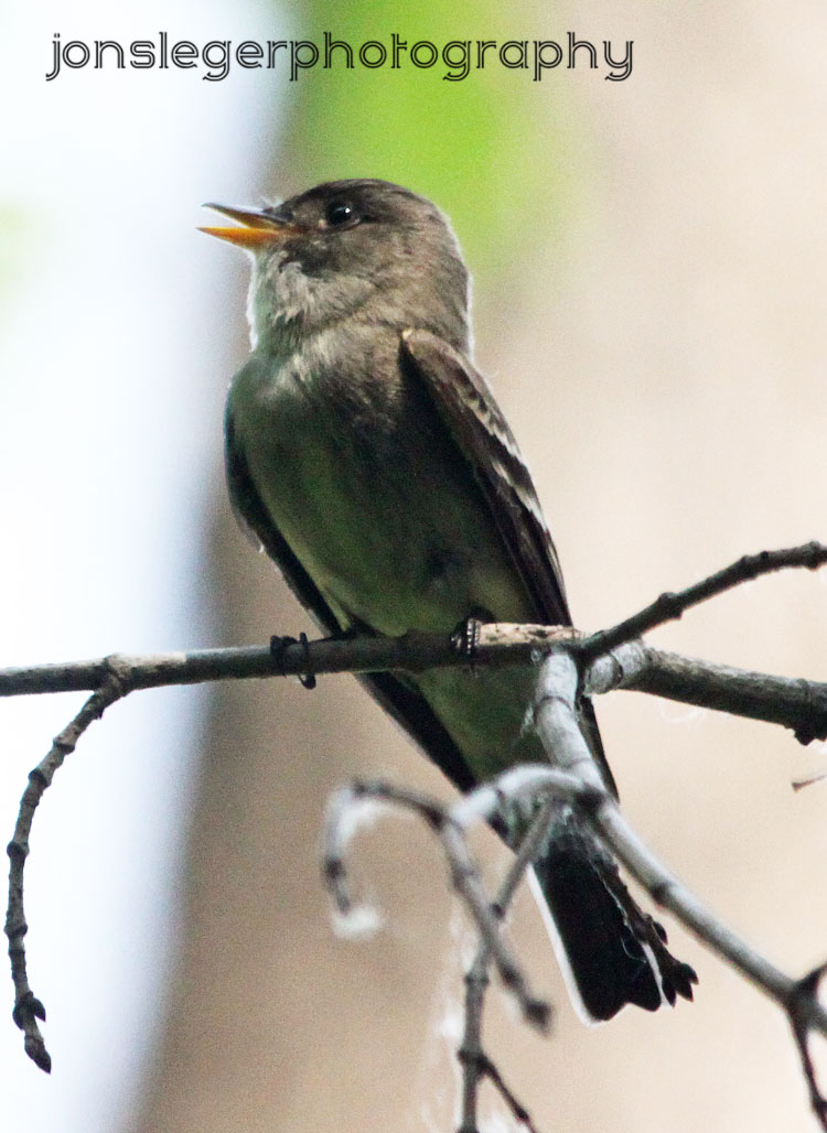 Northern Illinois Birder: Eastern Wood Pewee - Flycatchers Part 2