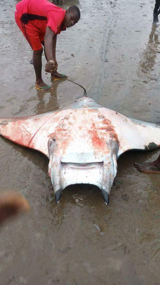 Latest Updates: Massive Manta Ray Fish caught in Bayelsa(Photos)