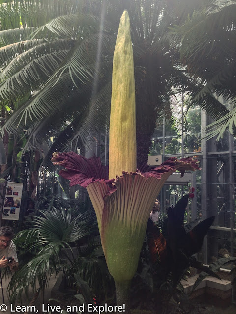 Weird D.C.: The Corpse Flower ~ Learn, Live, and Explore!