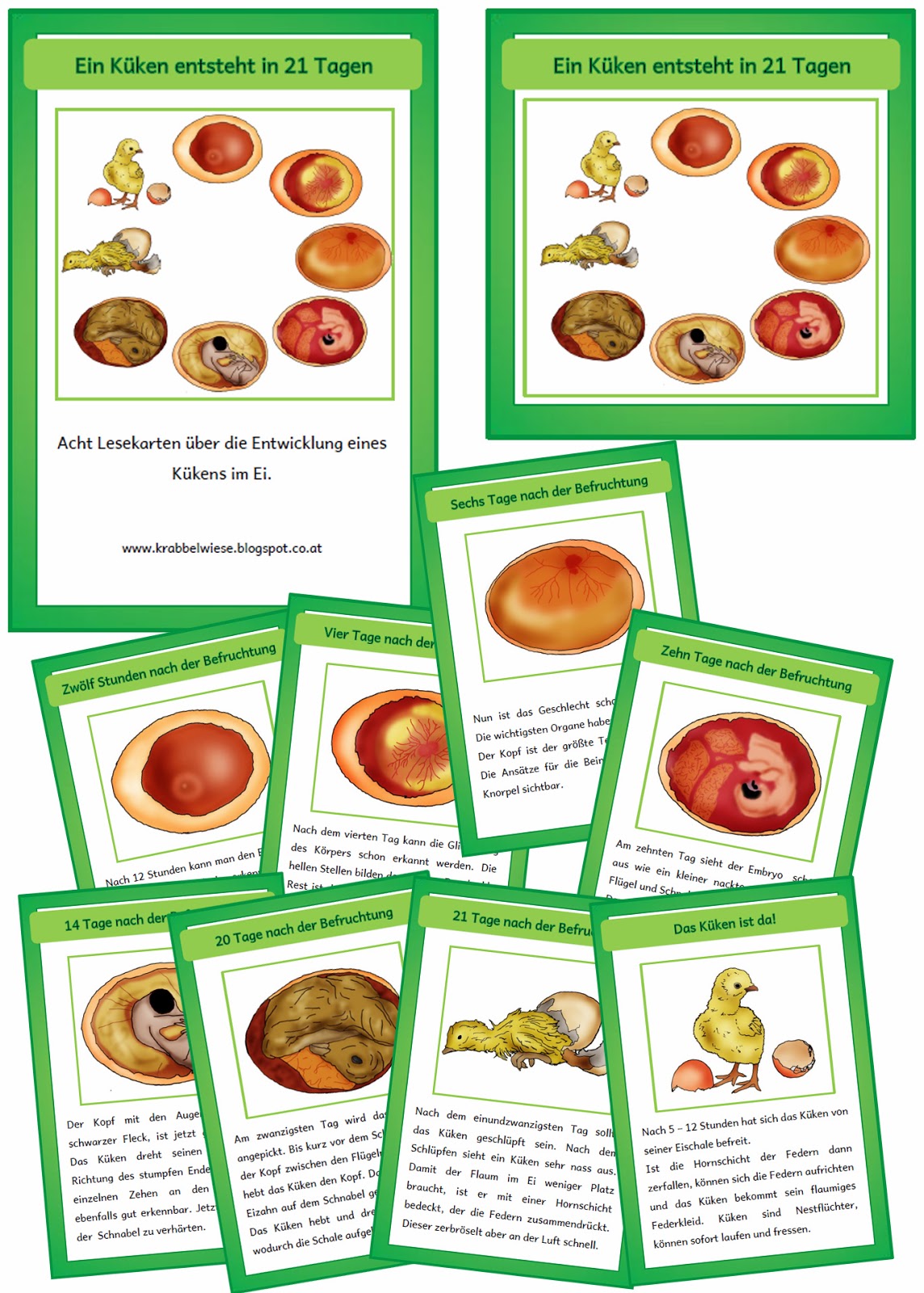 Kerstins Krabbelwiese: Entwicklung des Kükens im Ei