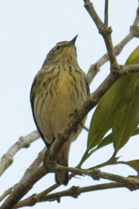Cape May Warbler, again and again