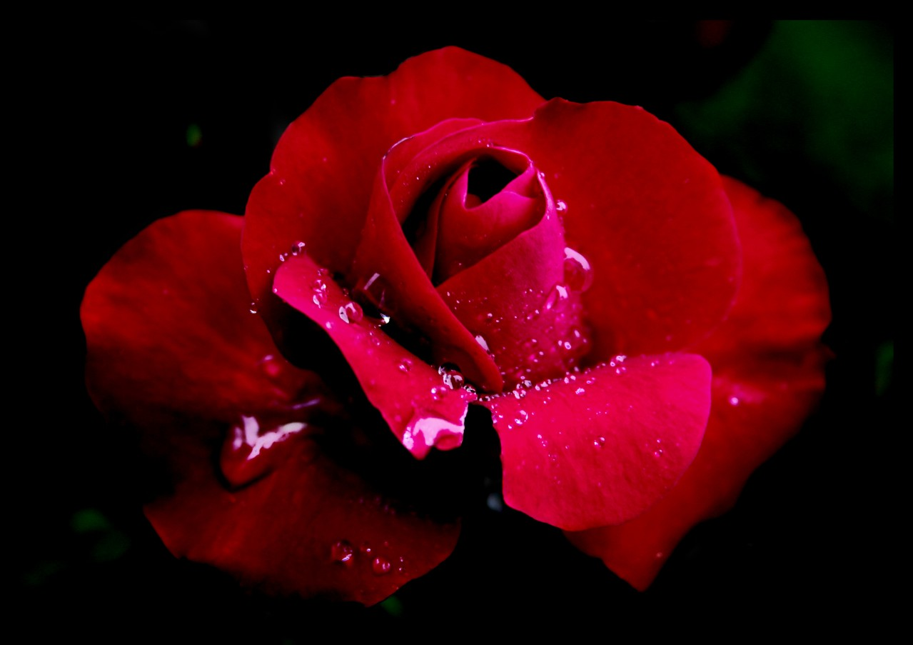 Rosas Espectaculares Imagenes