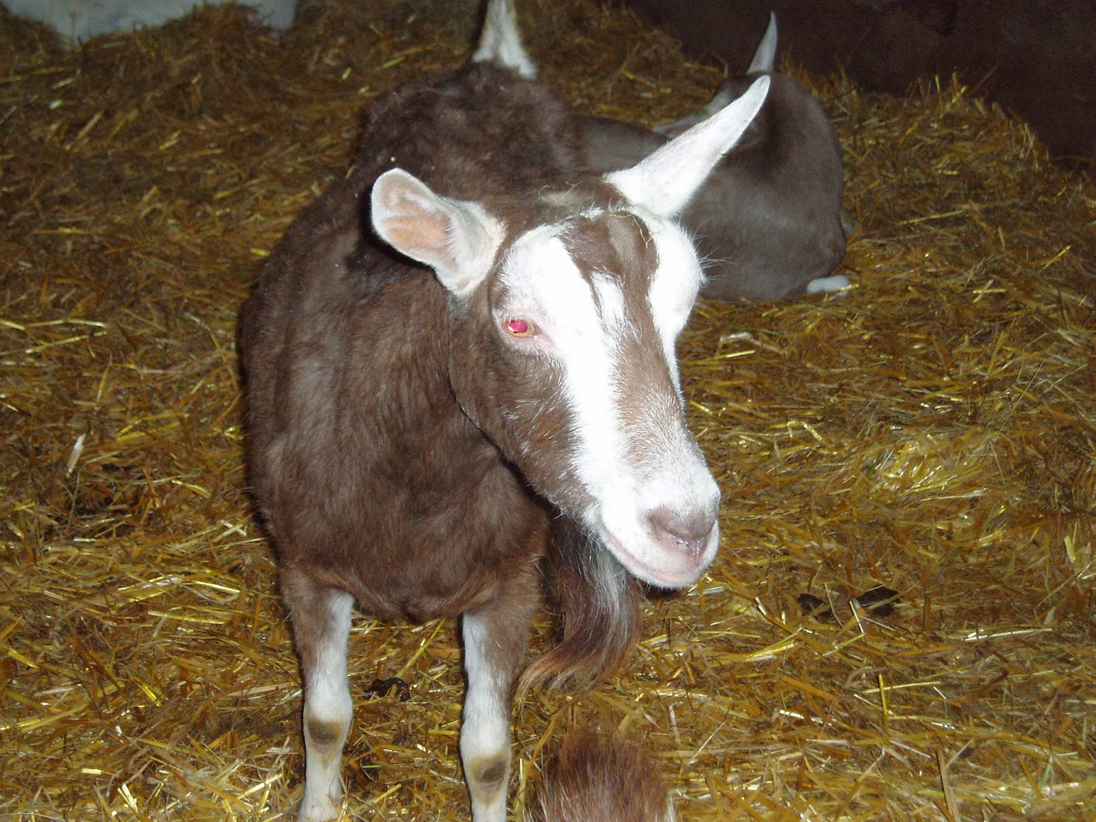 Ellie's Dairy - The Finest Goat Milk, from Kent: Flo meets Flo and ...
