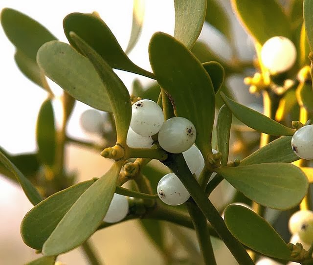 I colori del vento: Il vischio, una pianta... da baciare!