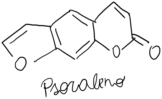 Compostos fenólicos (cumarinas e fenilpropanoides - lignina)