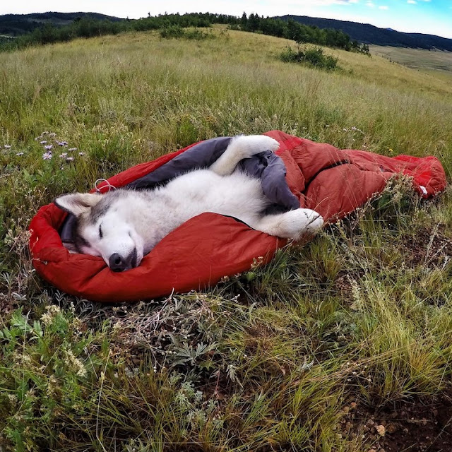 White Wolf : Meet Loki The Wolf Dog That Loves Being Wild And Free
