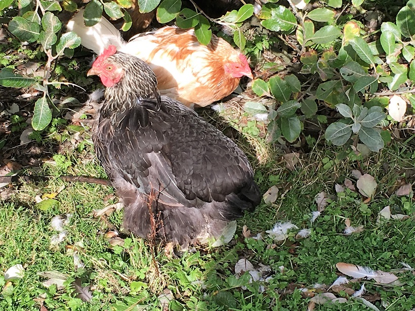 Life on (nearly) a Small Island: Bald hens! Oh and more sunshine...