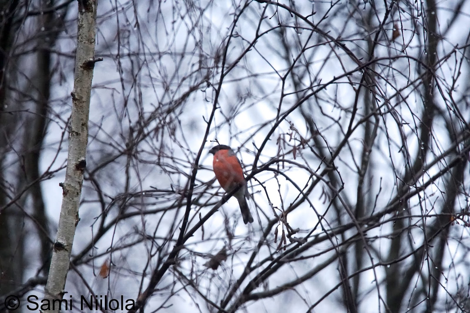 Samin luontokuvia nature photos: PUNATULKKU (Pyrrhula pyrrhula)